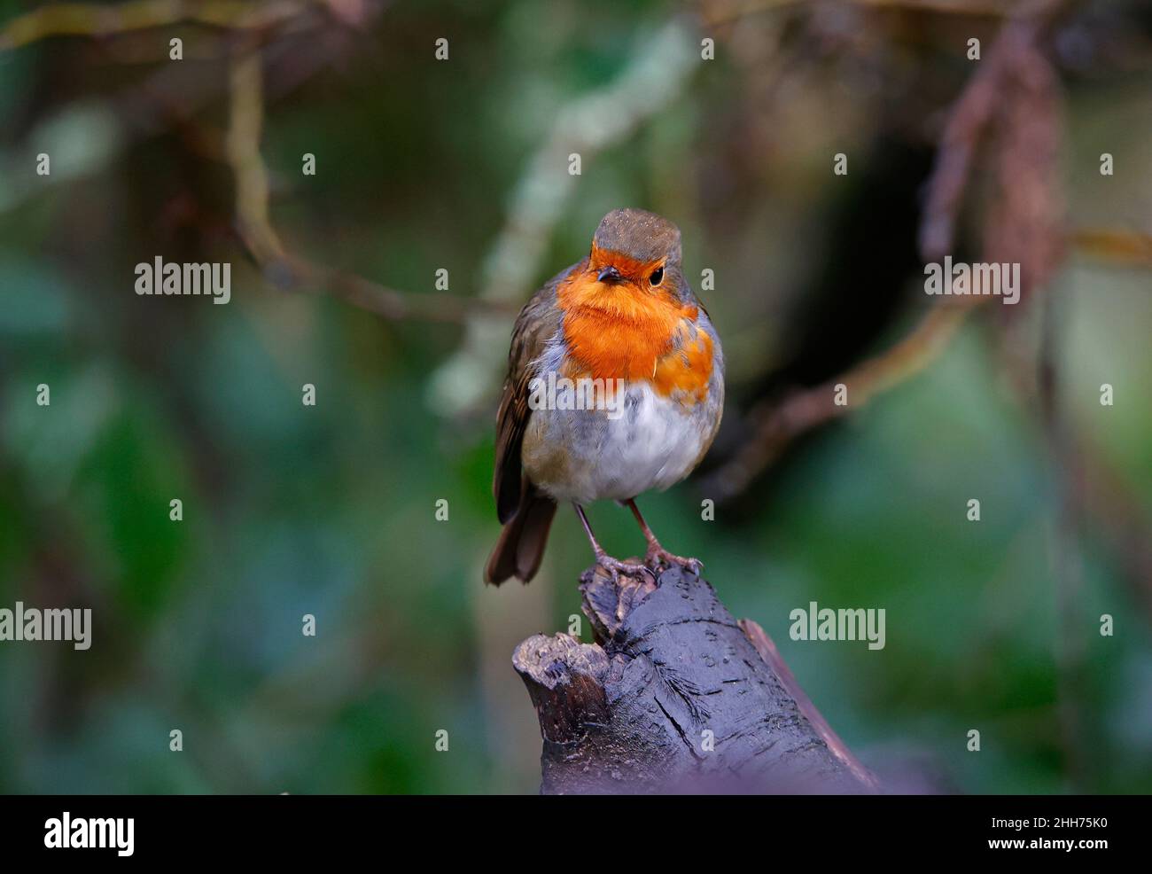 Eurasian robin perched on a log in the woods Stock Photo - Alamy