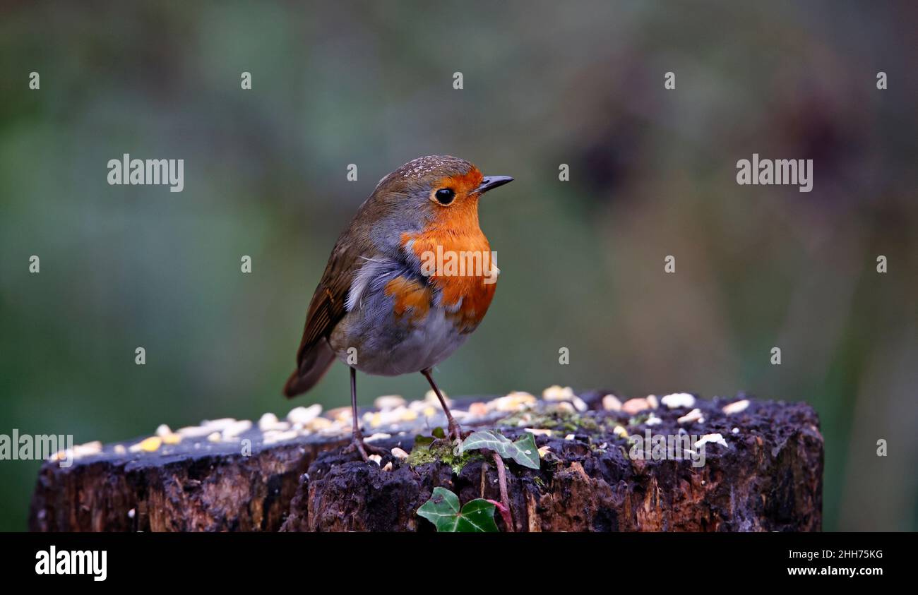 Photo of a robin on a log hi-res stock photography and images - Alamy