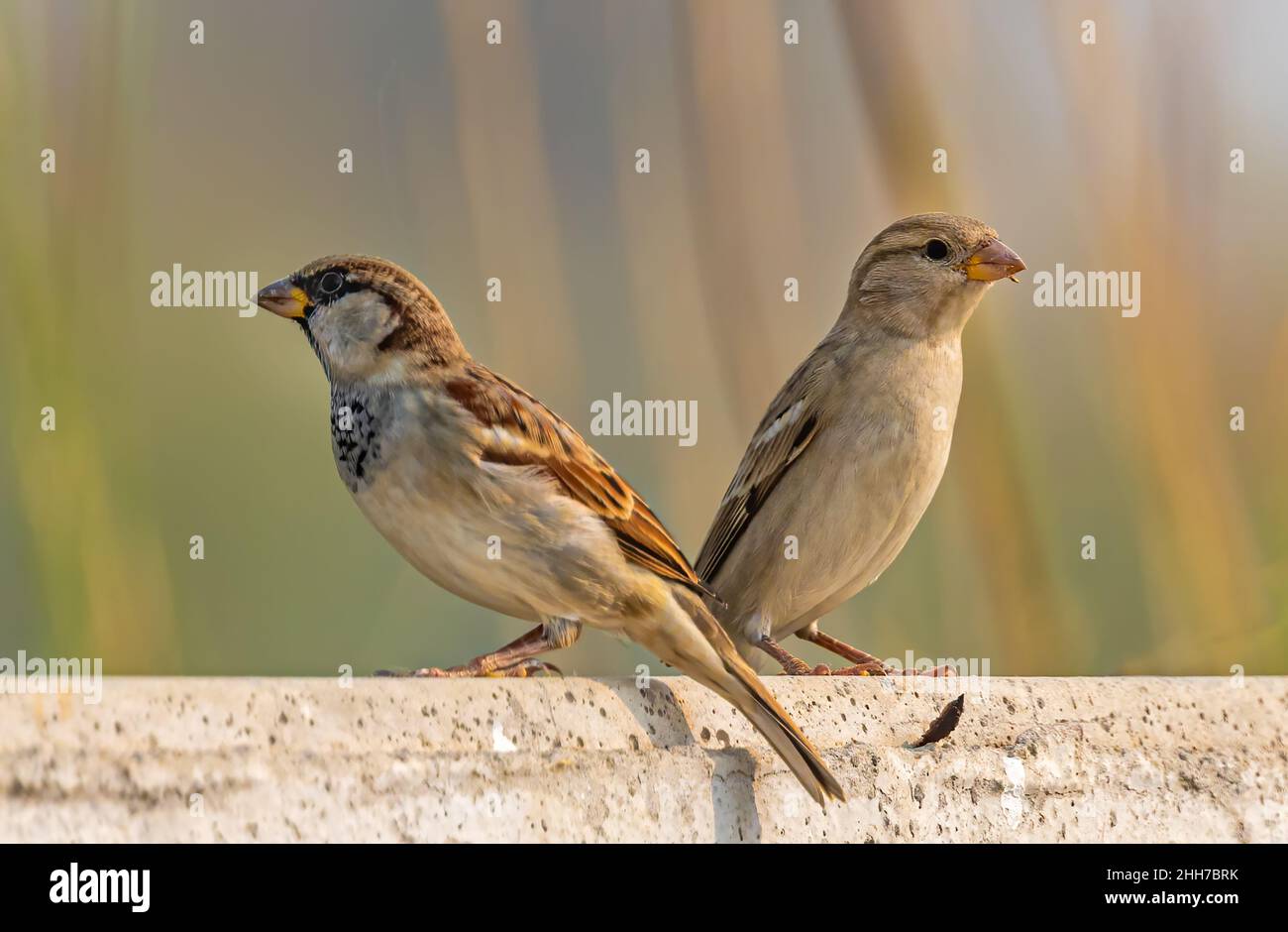 V shape branch hi-res stock photography and images - Alamy