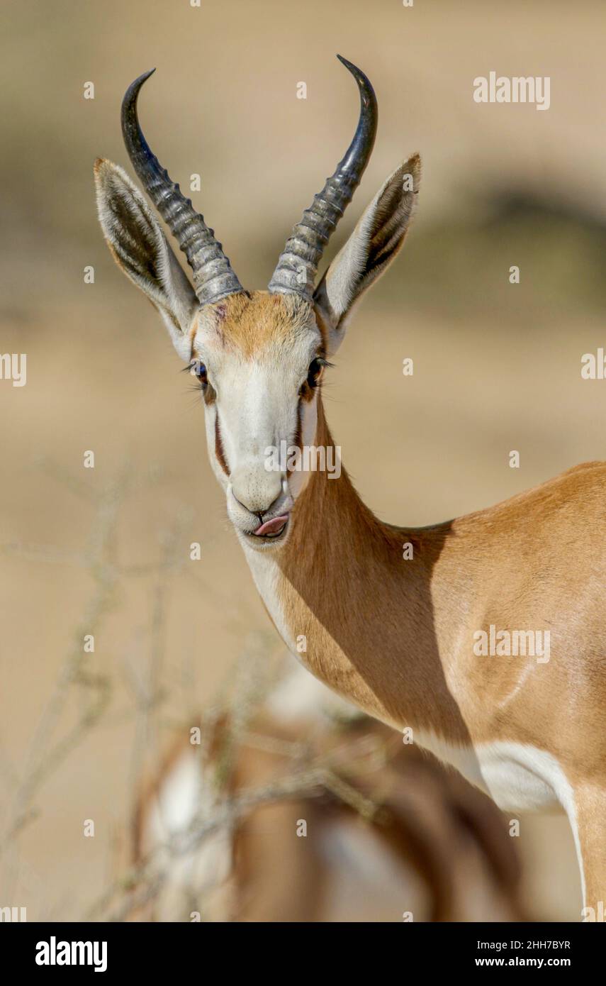 Springbok in the Kgalagadi Stock Photo - Alamy