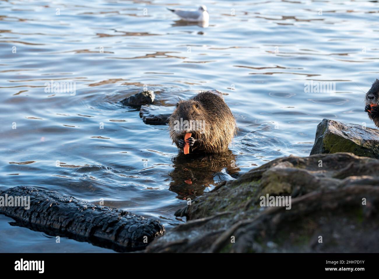 Nutria, with river city habitat near Charles bridge, Vltava, Prague ...
