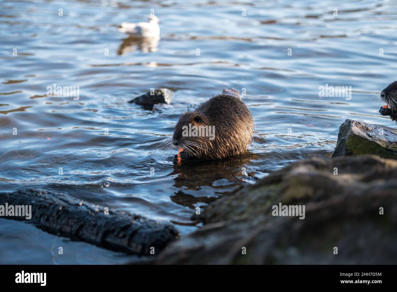 Nutria, with river city habitat near Charles bridge, Vltava, Prague ...