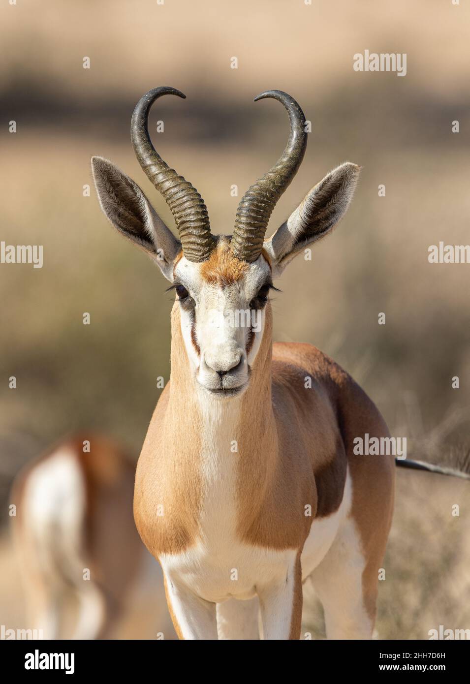 Springbok Ram in the Kgalagadi Stock Photo - Alamy