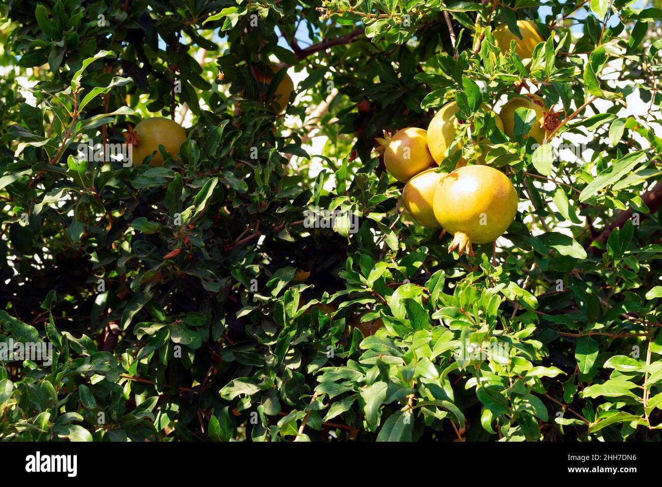Alibertia fruit hi-res stock photography and images - Alamy
