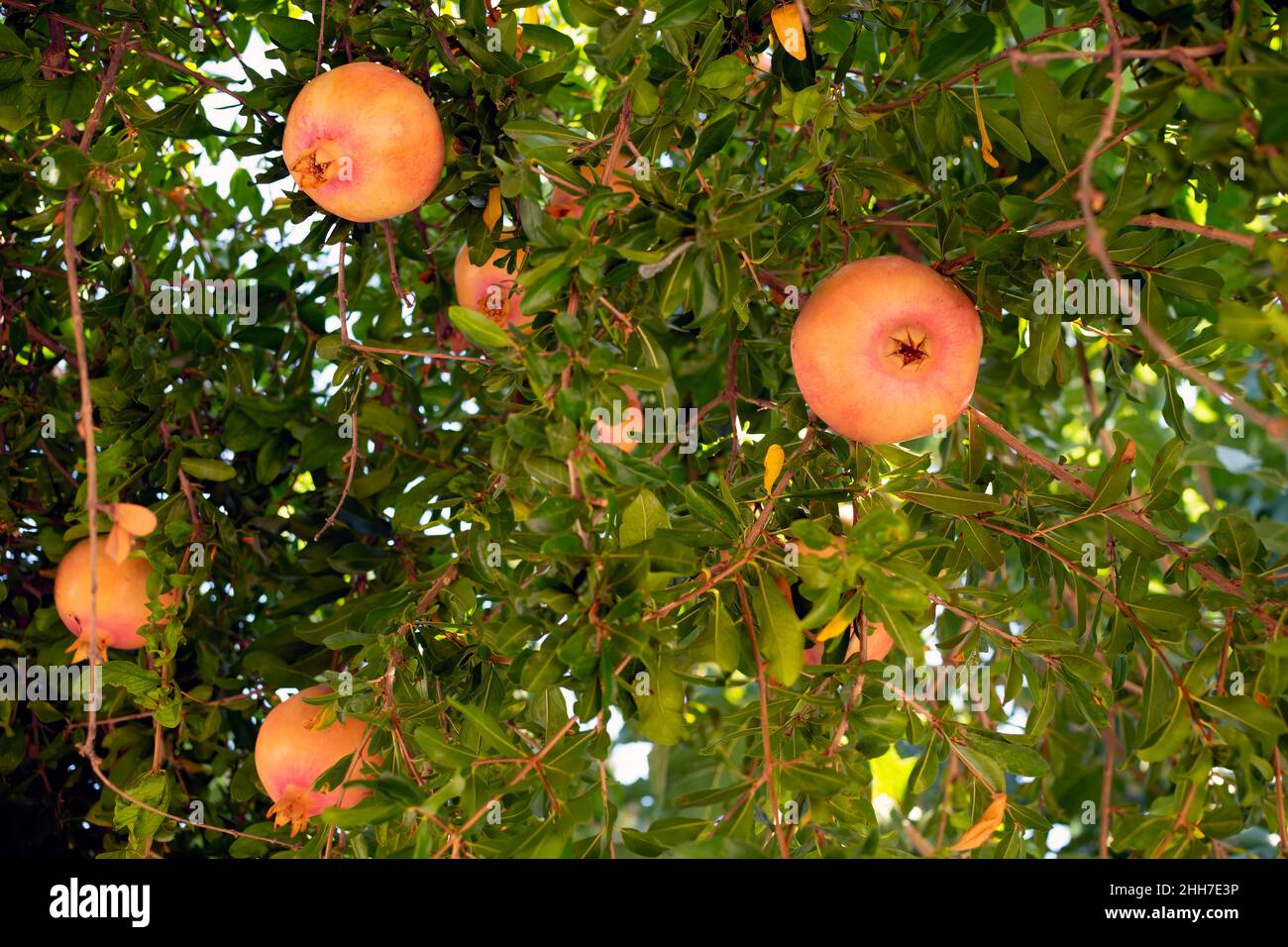 Alibertia patinoi (borojo) tropical fruit on the tree Stock Photo - Alamy