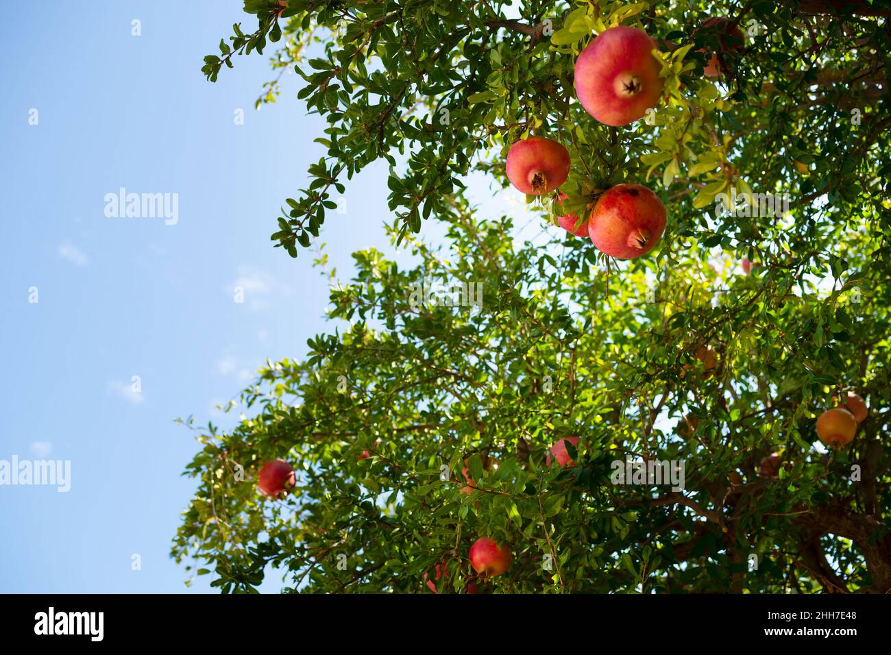 Alibertia fruit hi-res stock photography and images - Alamy