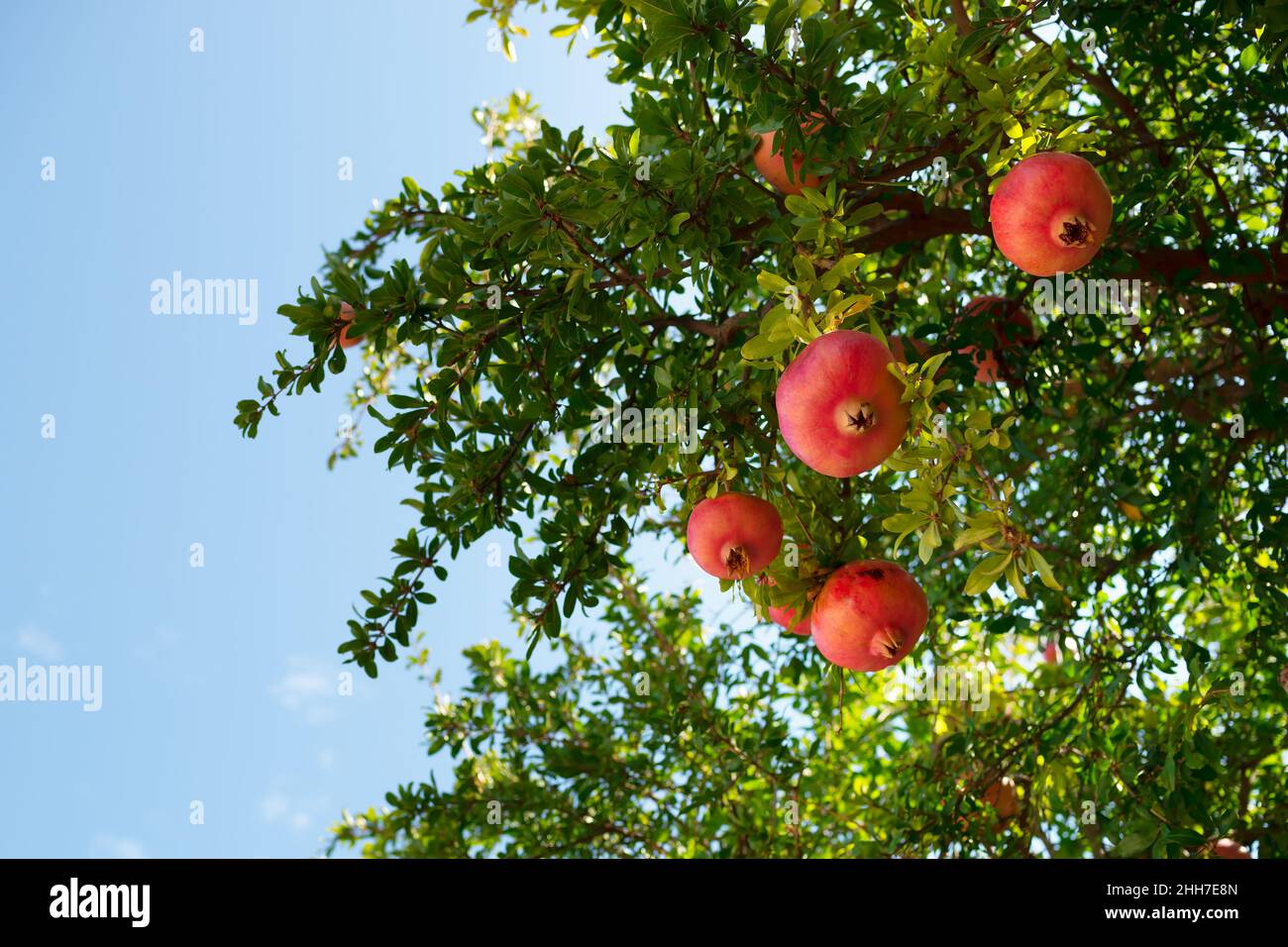 Alibertia fruit hi-res stock photography and images - Alamy