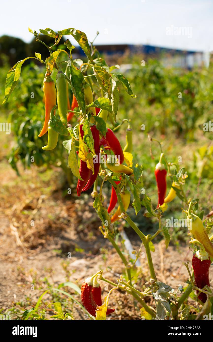 Chilli bird's eye plant during sunny day Stock Photo - Alamy