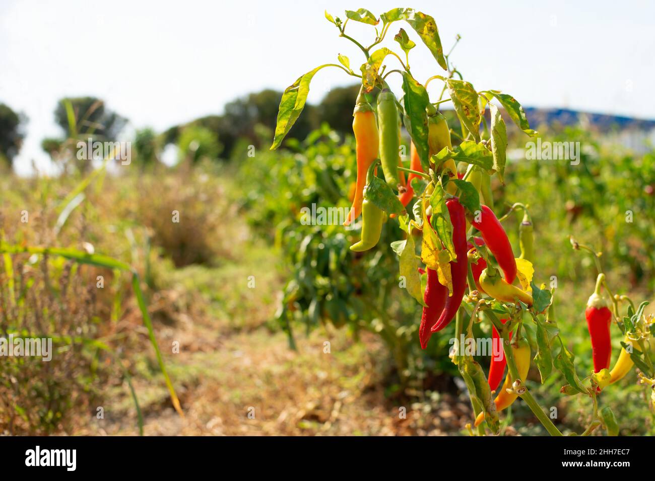 Birds eye chilli plant hi-res stock photography and images - Alamy