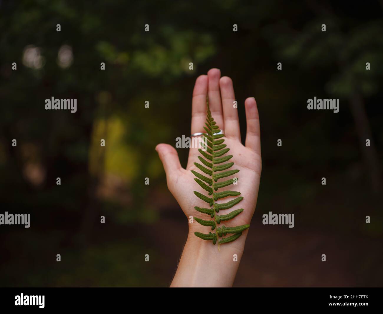 summer travel to Russia, Torzhok city. woman holding branch of fern in ...