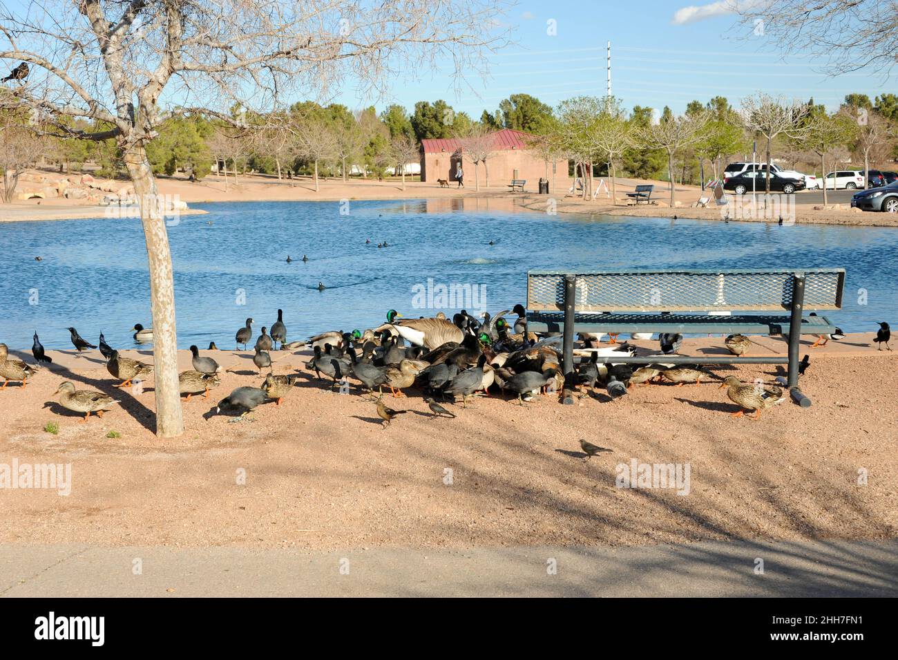 Coots running on water hi-res stock photography and images - Alamy