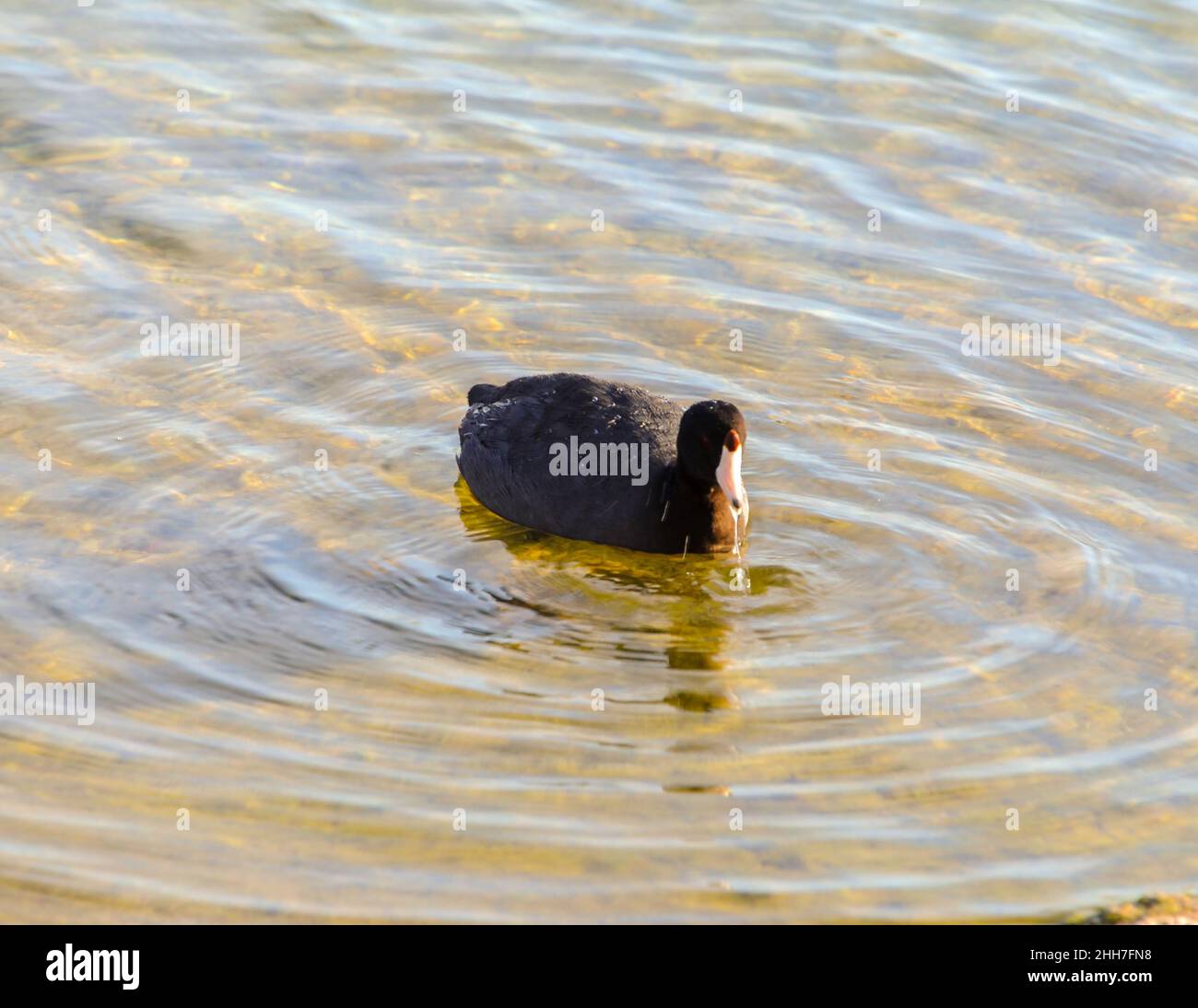 Long sloping forehead hi-res stock photography and images - Alamy