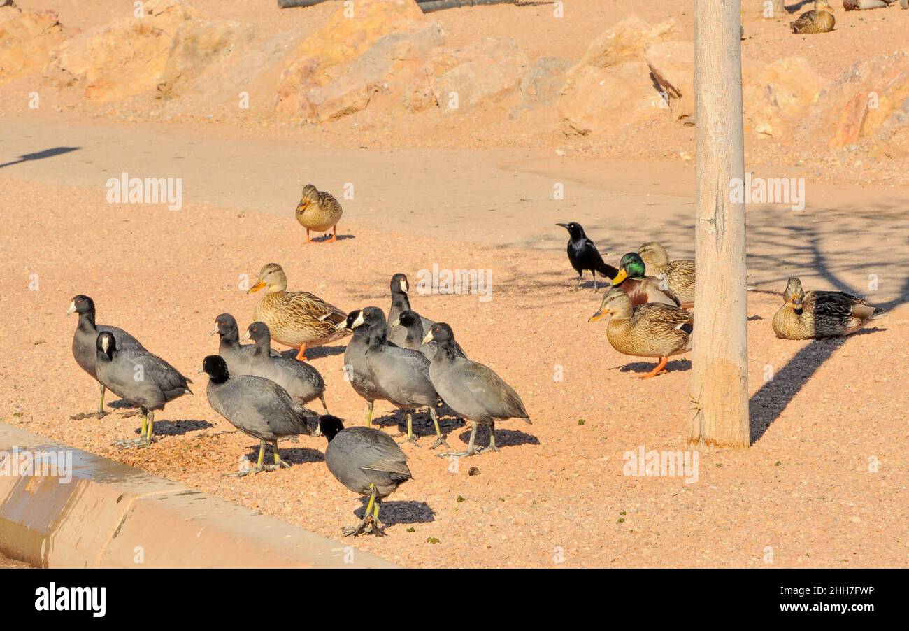 Long sloping forehead hi-res stock photography and images - Alamy