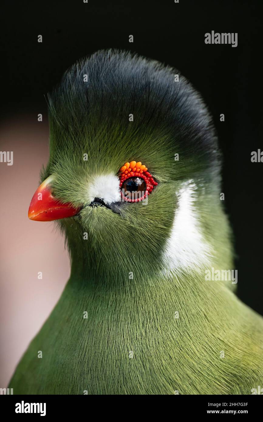 Lourie bird hi-res stock photography and images - Alamy