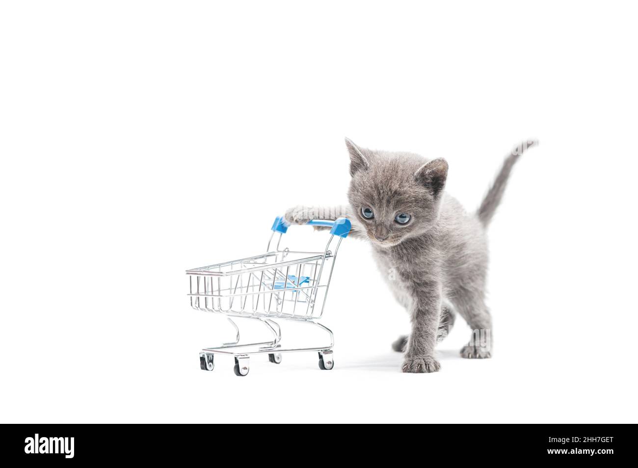 Cute kitten shopping with empty pushcart Stock Photo - Alamy