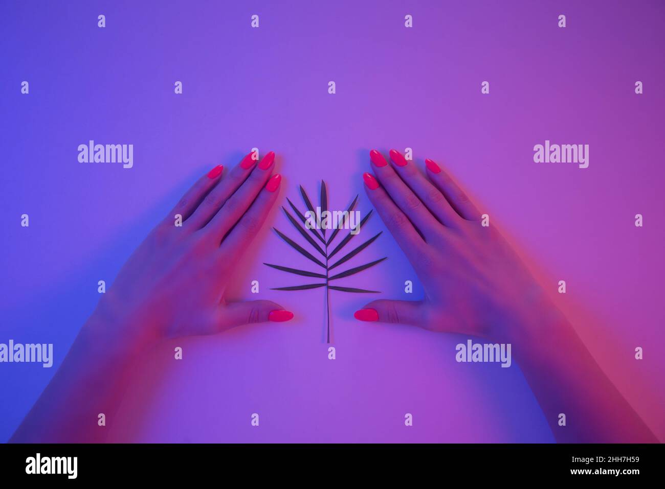 Female hands with vivid orange manicure and palm leaf in a neon light ...