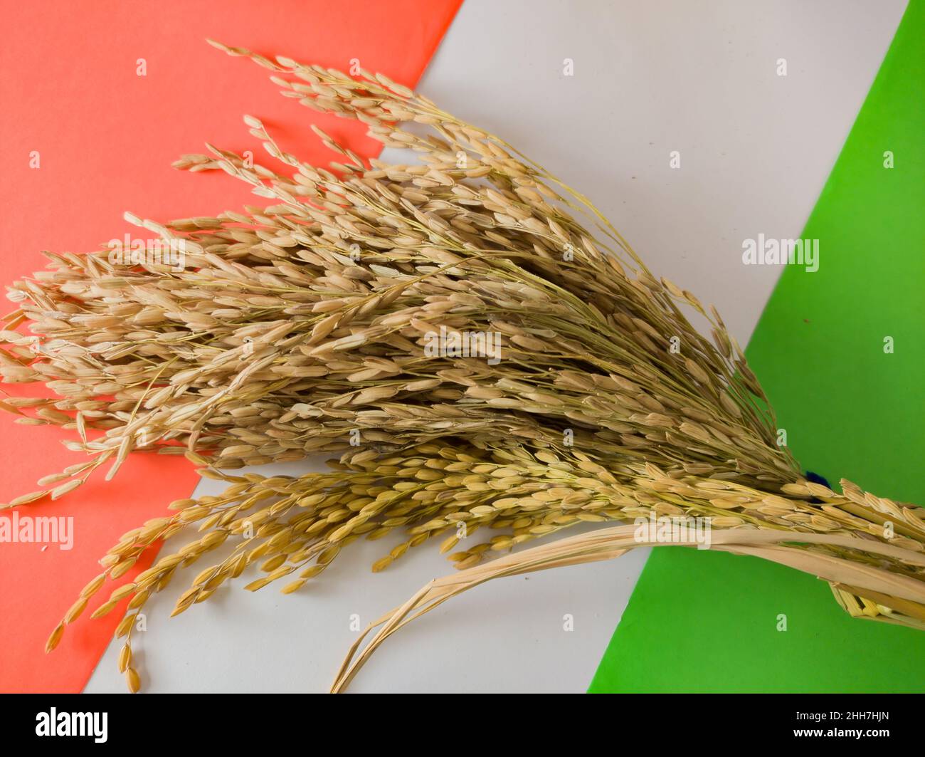 republic day theme of bunch of rice paddy kept on indian tricolor flag ...