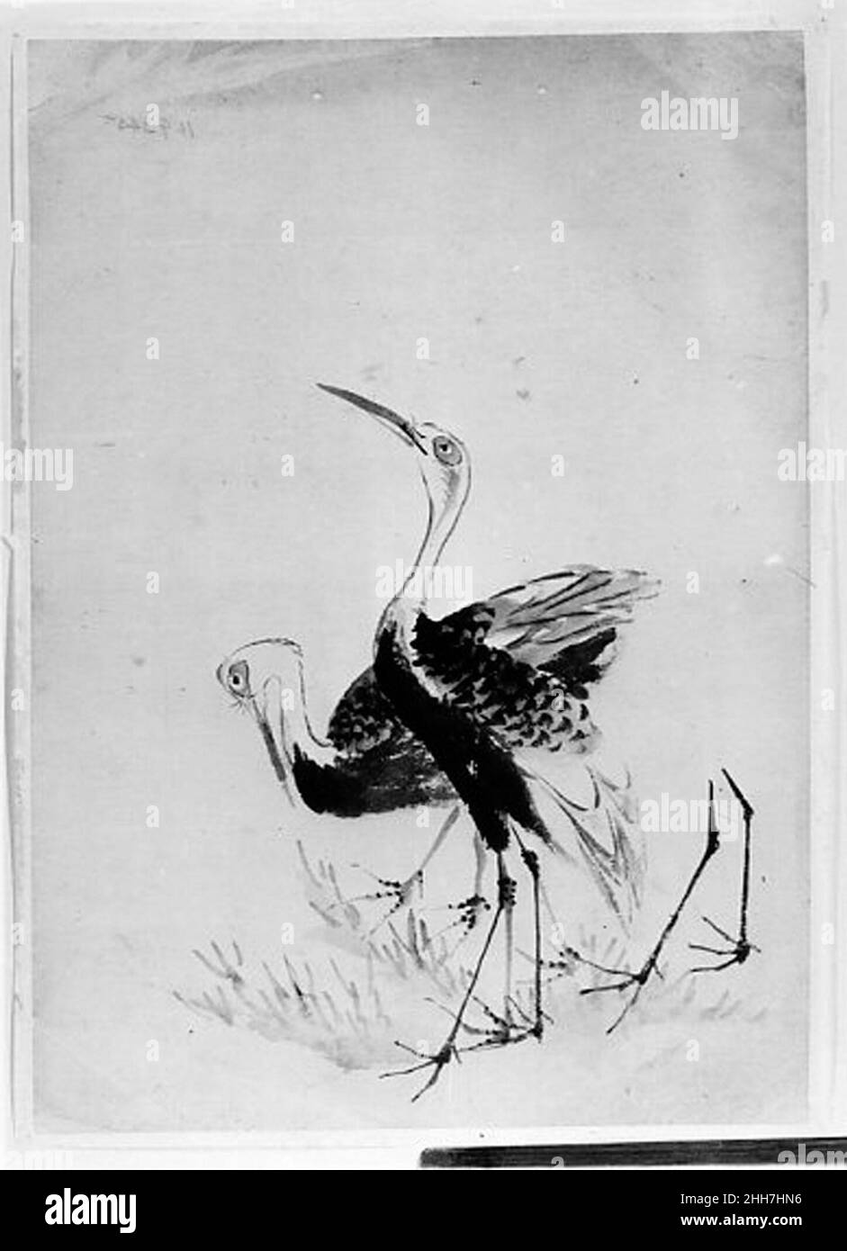 Wildlife watercolor Black and White Stock Photos & Images - Alamy