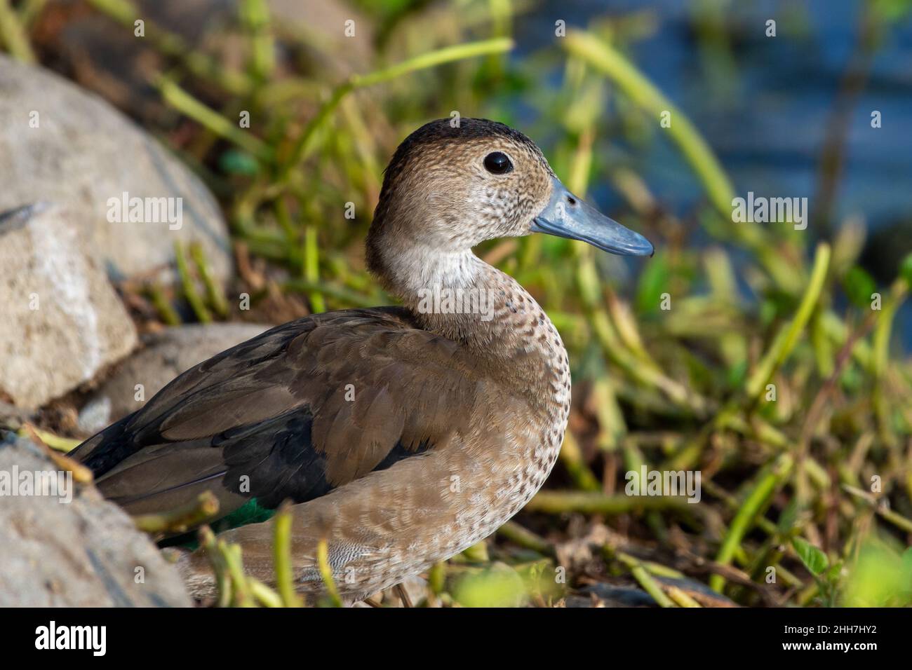 Female cinnamon teal hi-res stock photography and images - Alamy