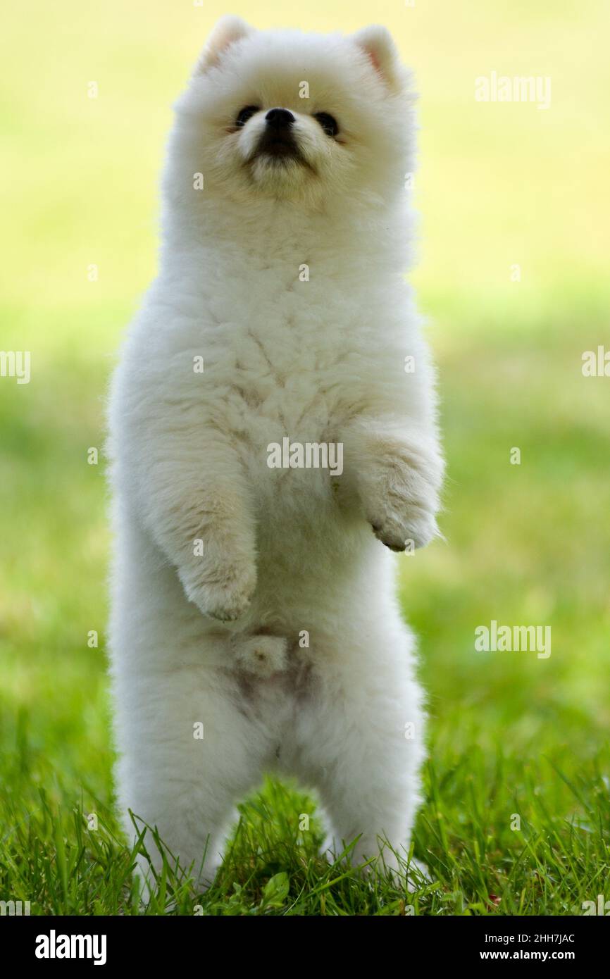 Dog standing on back legs hi-res stock photography and images - Alamy