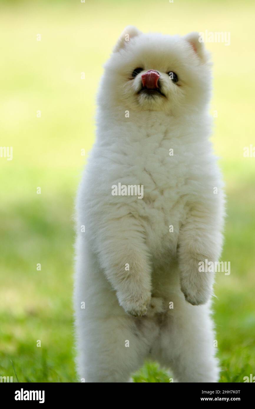 Vertical shot of an adorable white pomeranian dog standing on its back ...