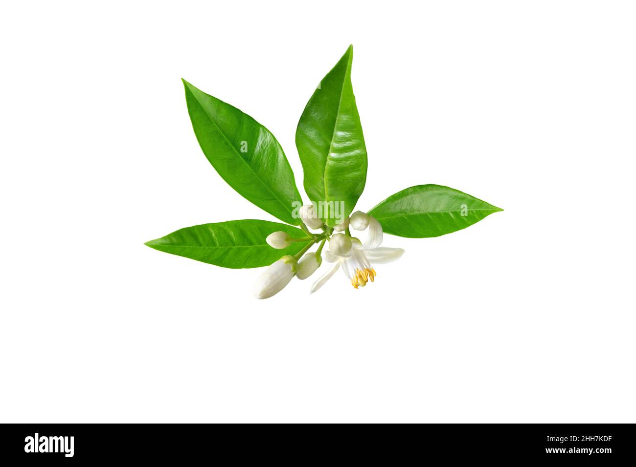 Orange white flower, buds and leaves branch isolated on white. Neroli ...