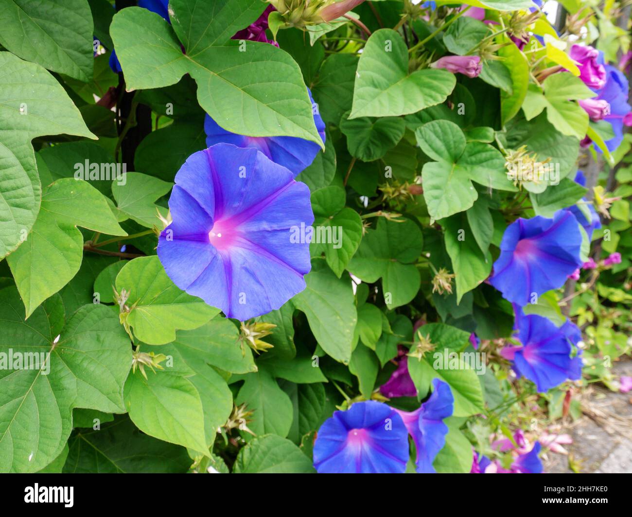 Blue morning glory or koali awa or Ipomoea indica bright blue trumpet ...