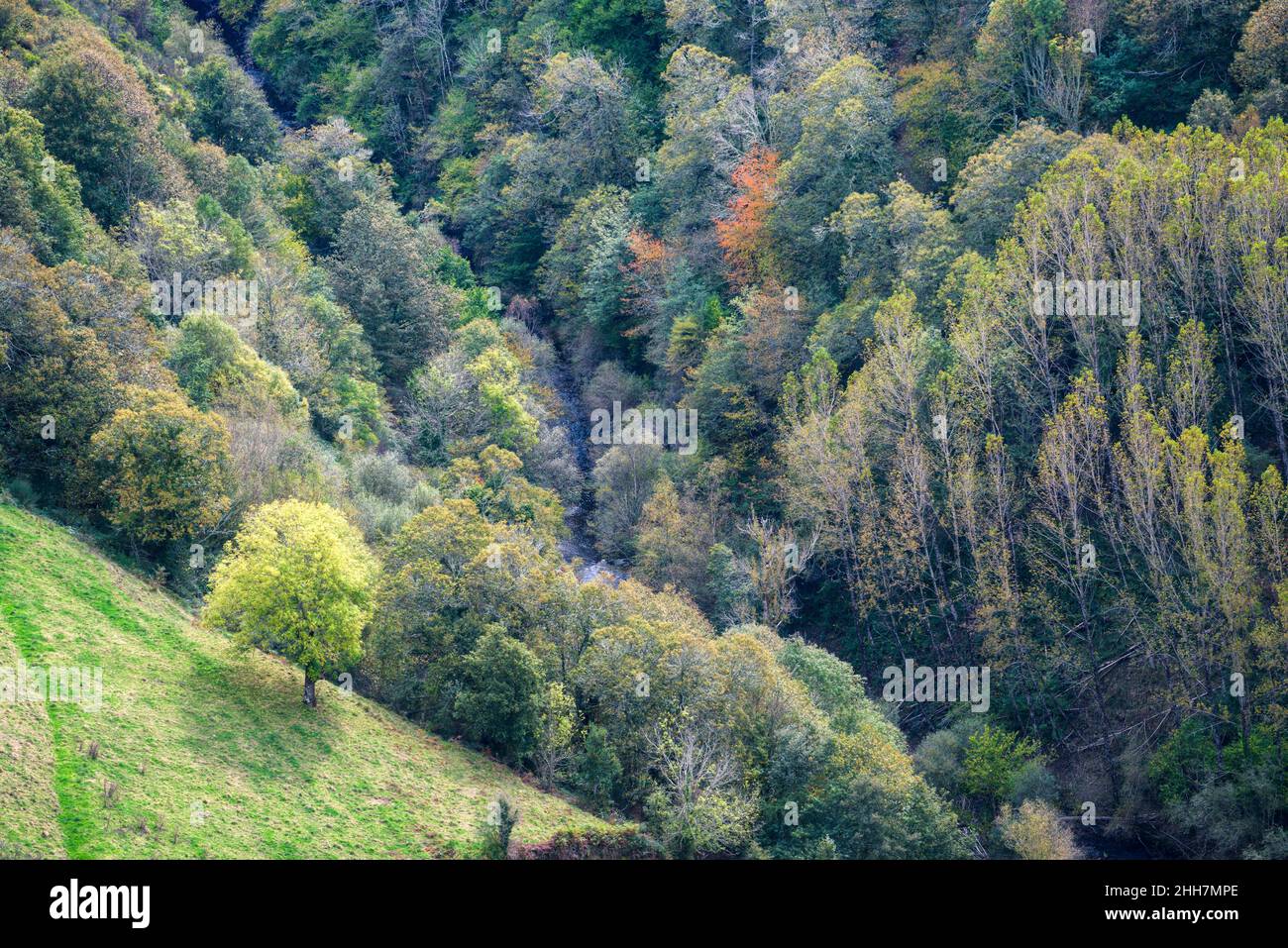 Spring foliage in the mixed forests above a river in the Ancares ...