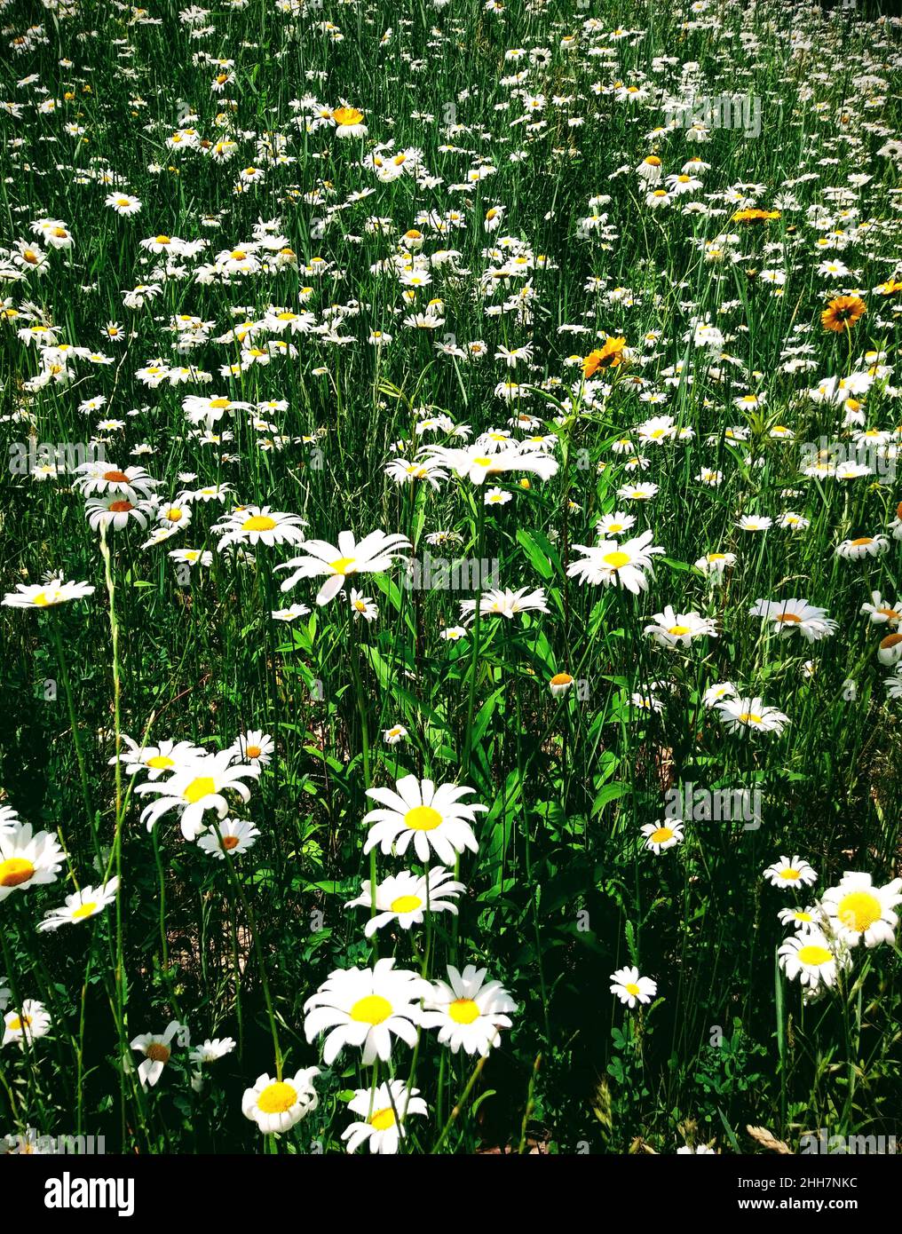 New england pasture hi-res stock photography and images - Alamy