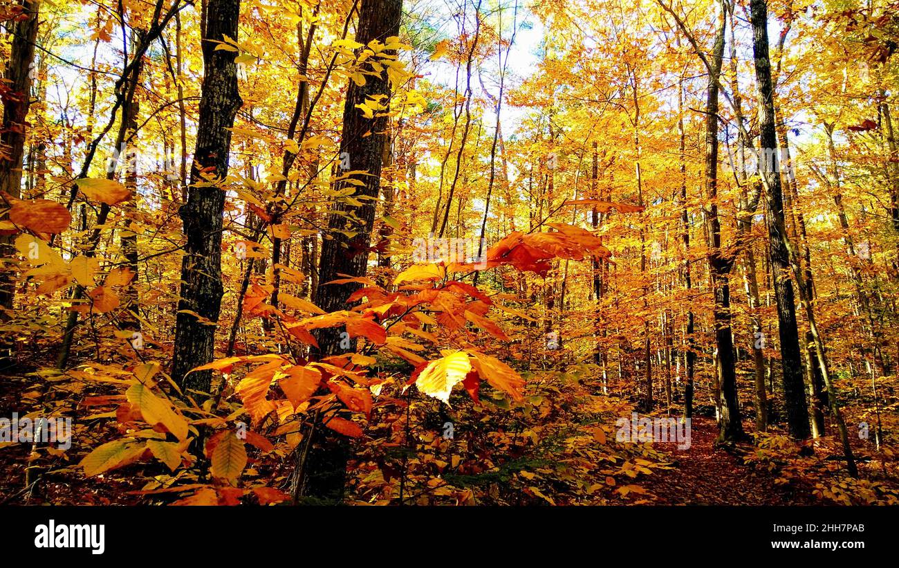 Most beautiful leaves in the world hi-res stock photography and images ...