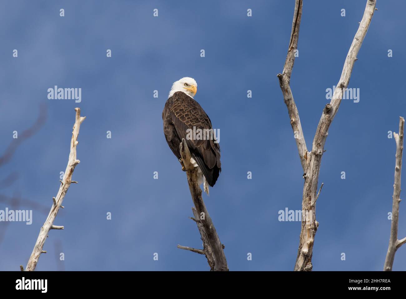Bald eagle on snag hi-res stock photography and images - Alamy