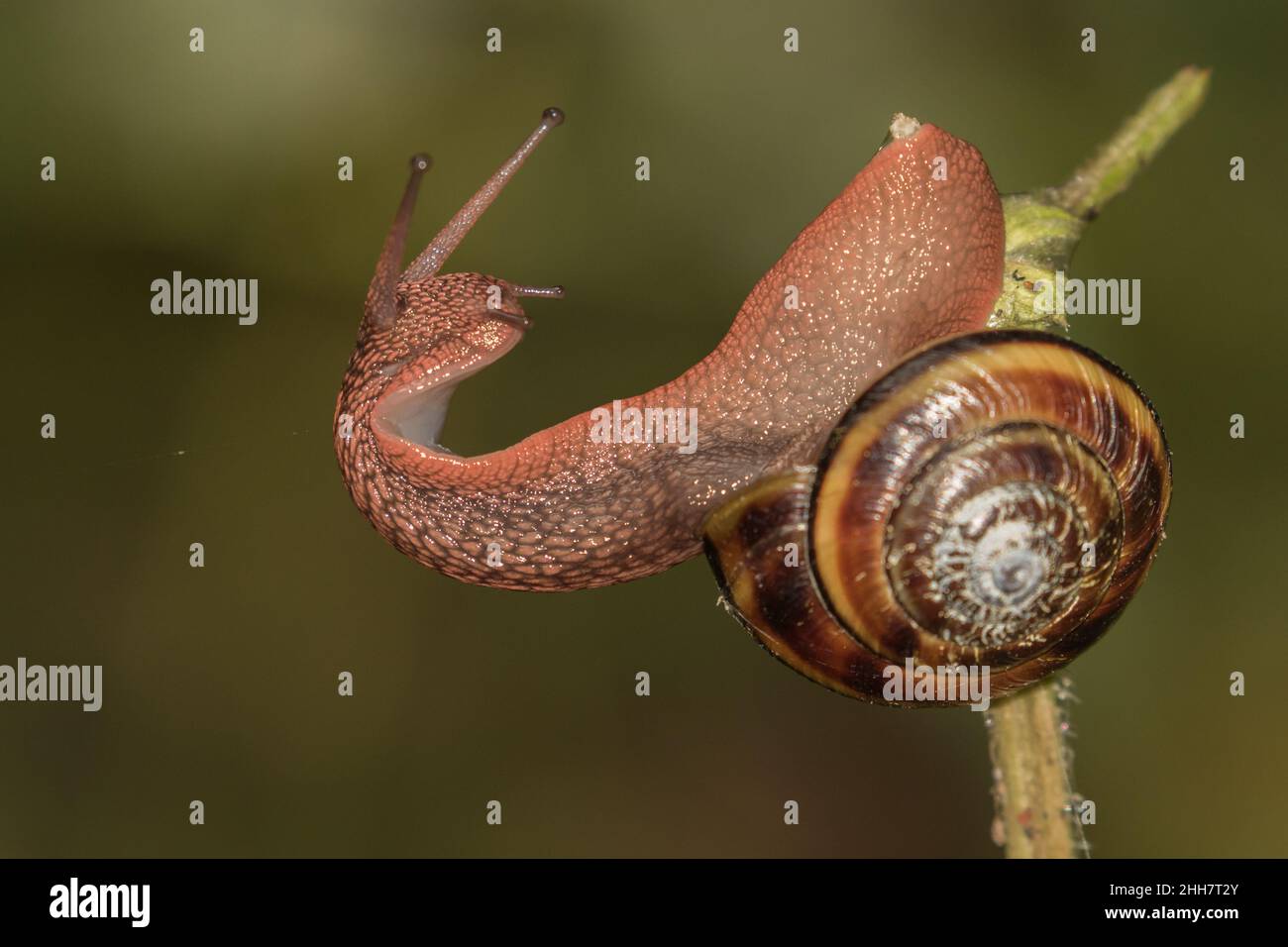 Brown Garden Snail I Stock Photo - Alamy
