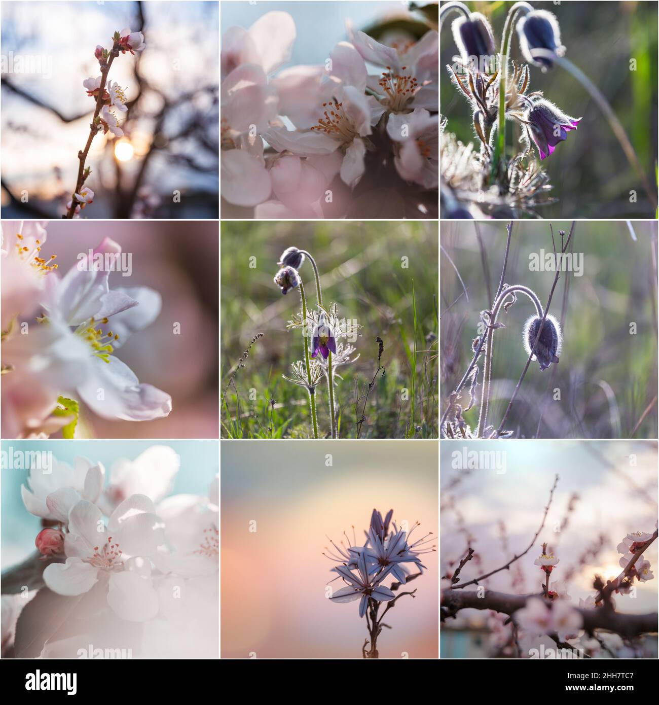 Spring garden collage. Seasonal background Stock Photo - Alamy