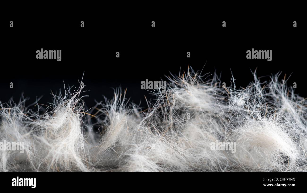 light dog hair on a black background. moult, grooming Stock Photo - Alamy