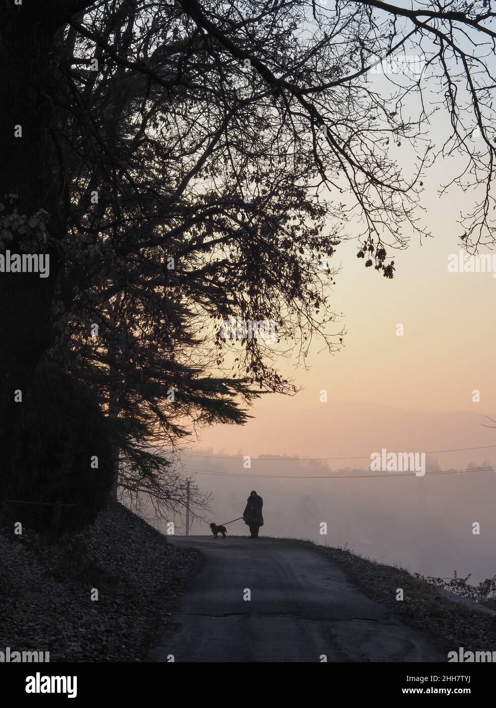 Guyot system vine pruning hi-res stock photography and images - Alamy