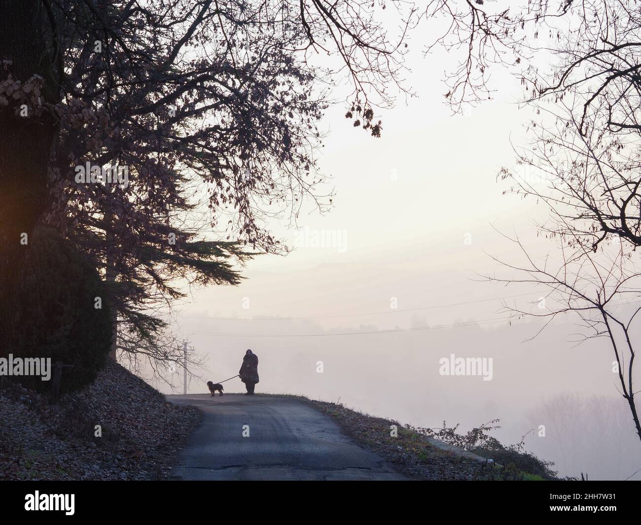Guyot system vine pruning hi-res stock photography and images - Alamy