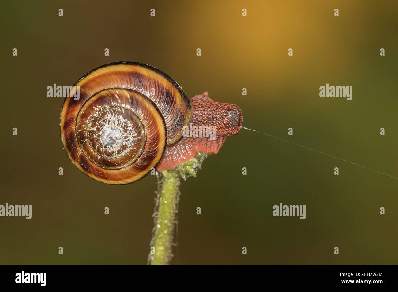Brown Garden Snail IV Stock Photo - Alamy
