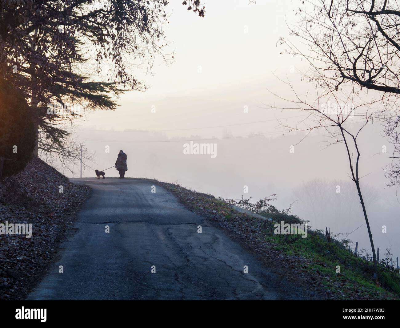 senior caucasian wine maker pruning grapes vines in the organic farm ...