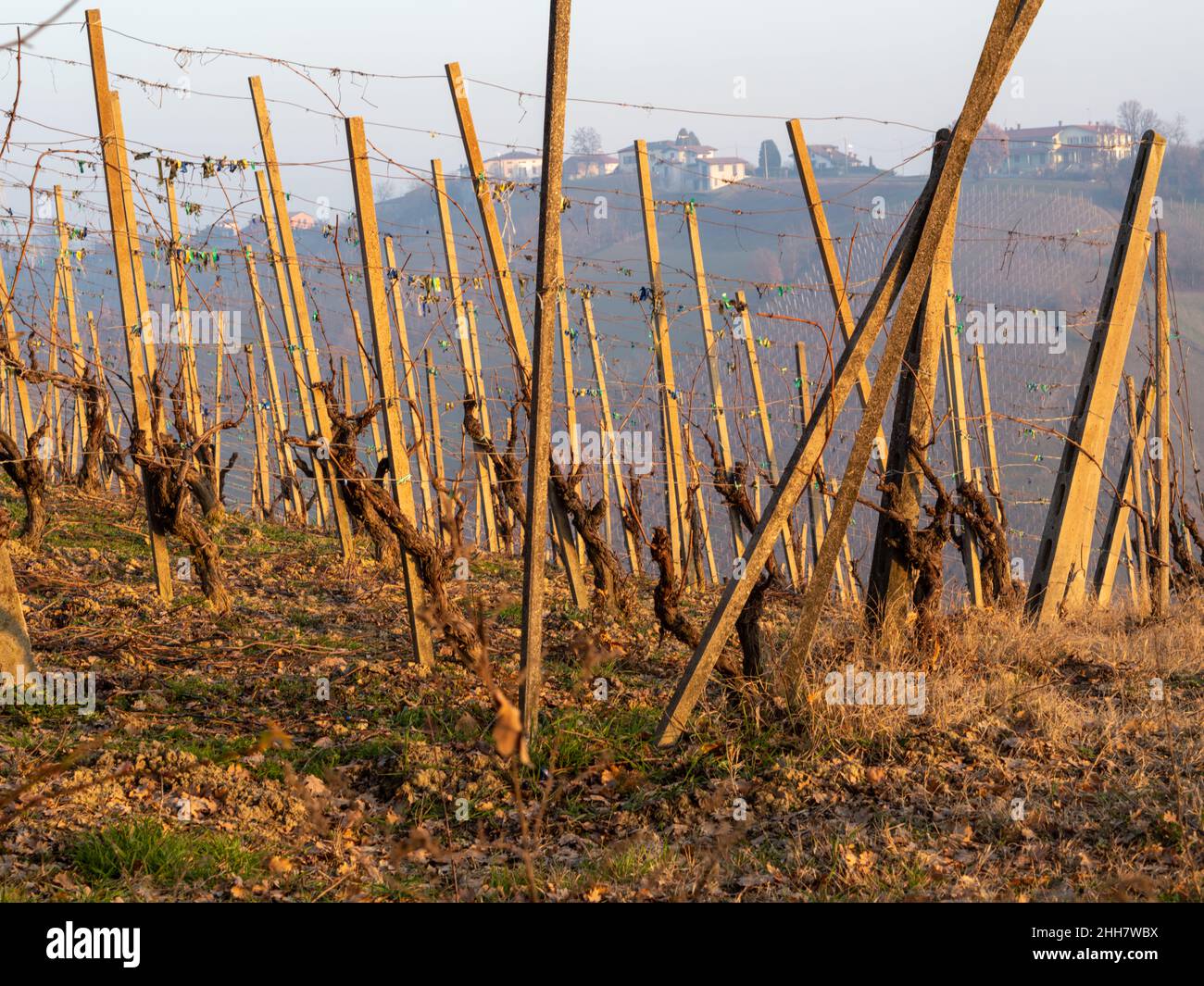 senior caucasian wine maker pruning grapes vines in the organic farm ...