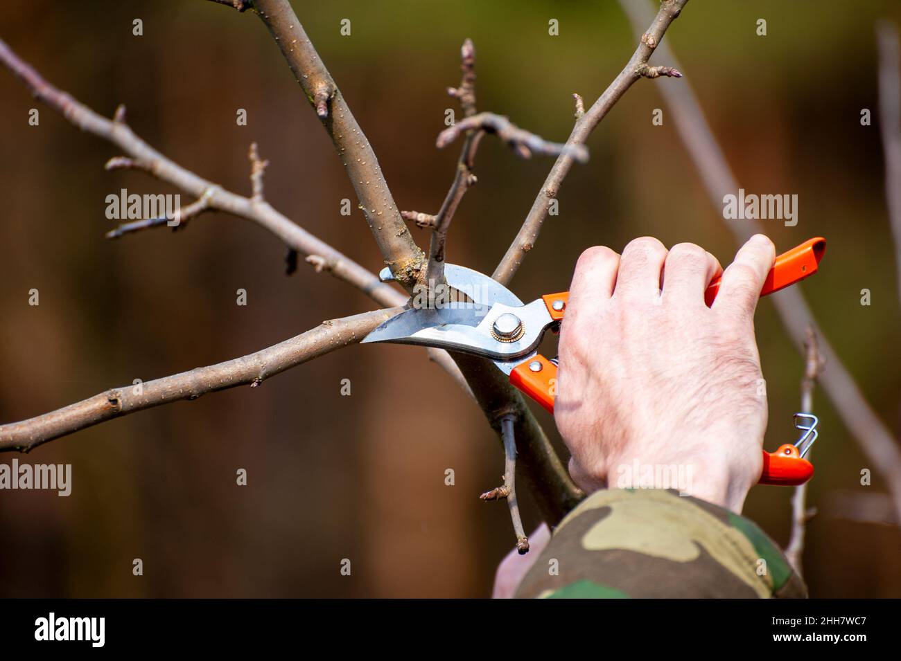 Season pruning of trees. The farmer looks after the orchard Stock Photo ...