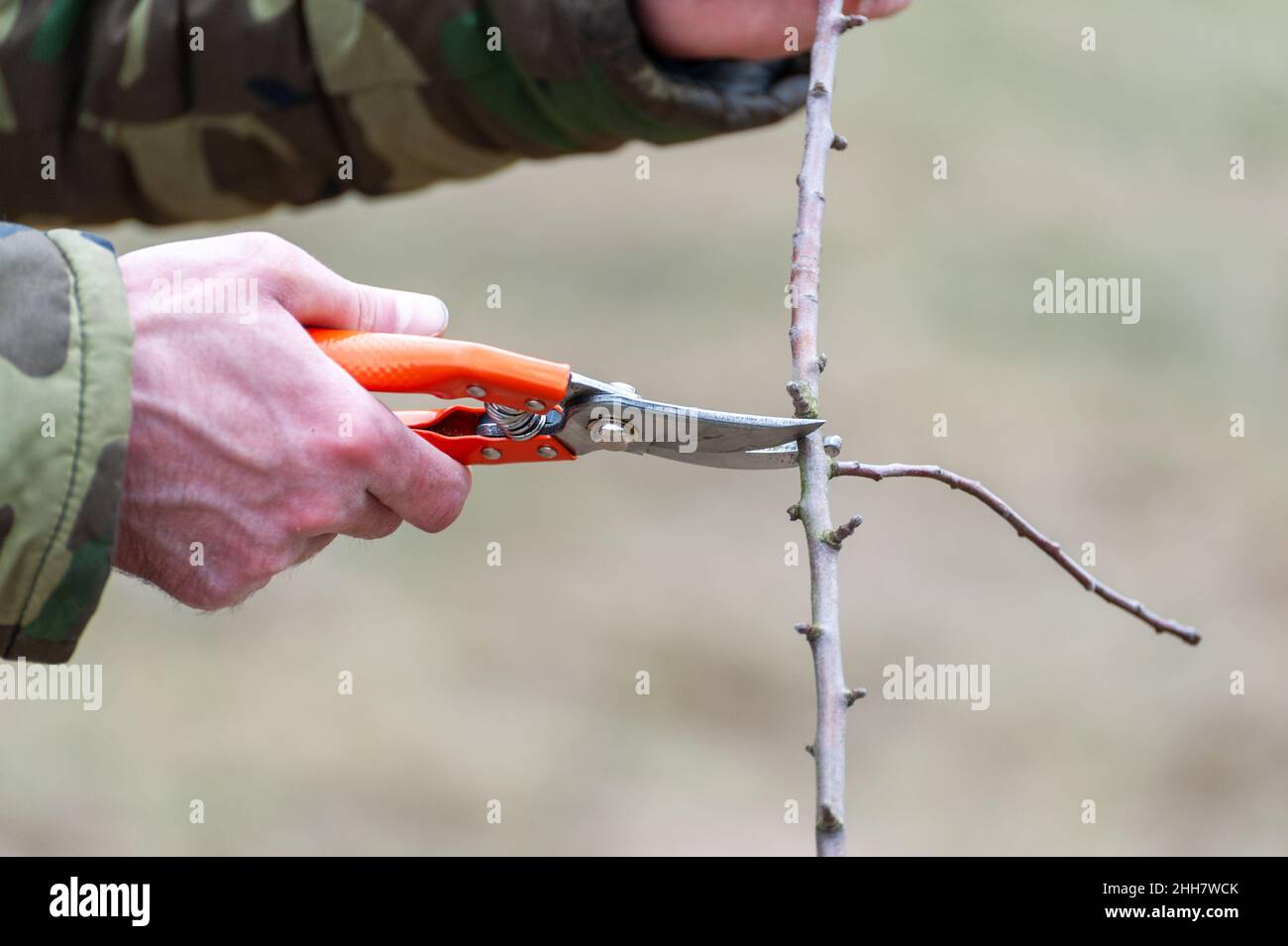 Season pruning of trees. The farmer looks after the orchard Stock Photo ...