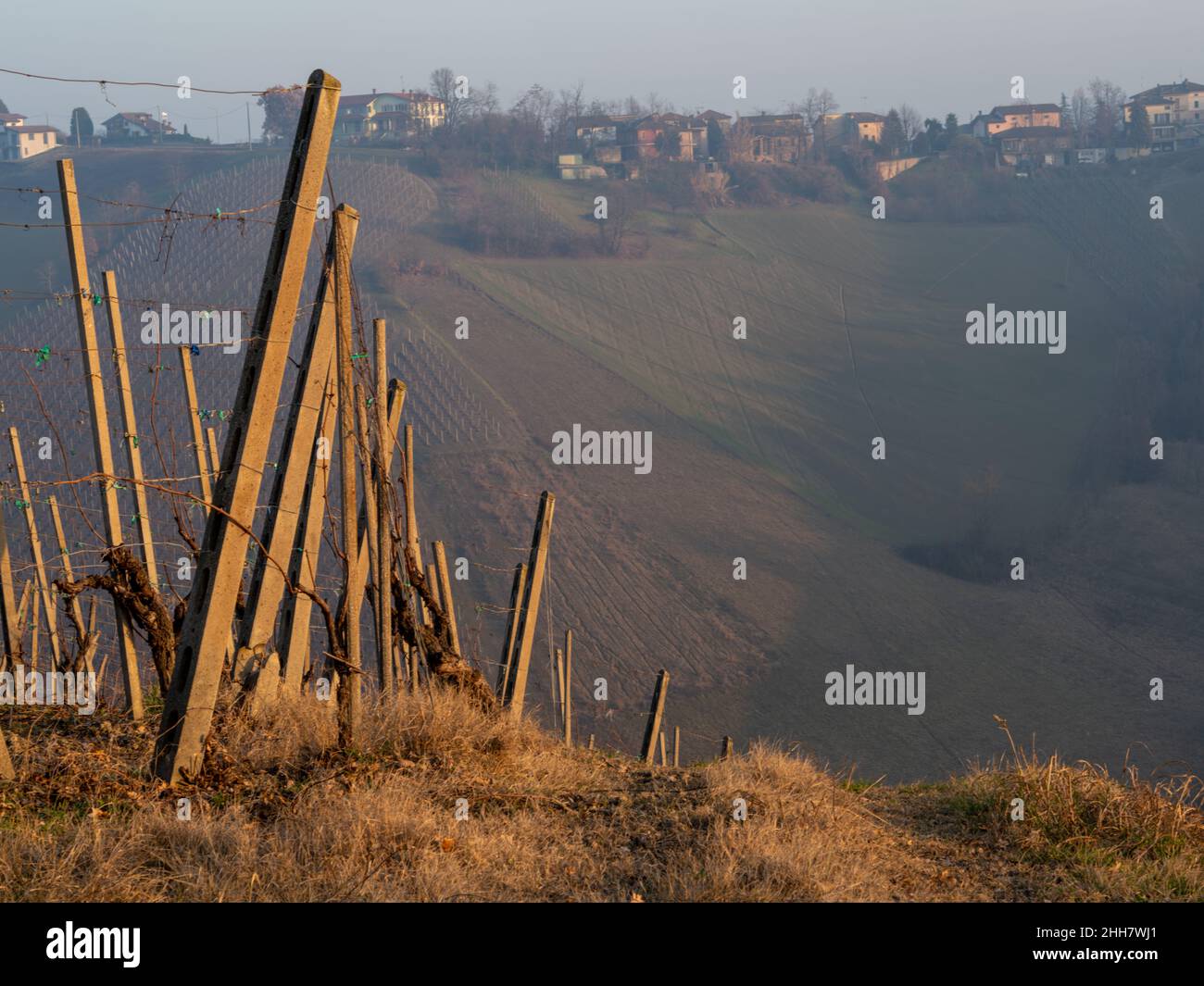 Guyot system vine pruning hi-res stock photography and images - Alamy