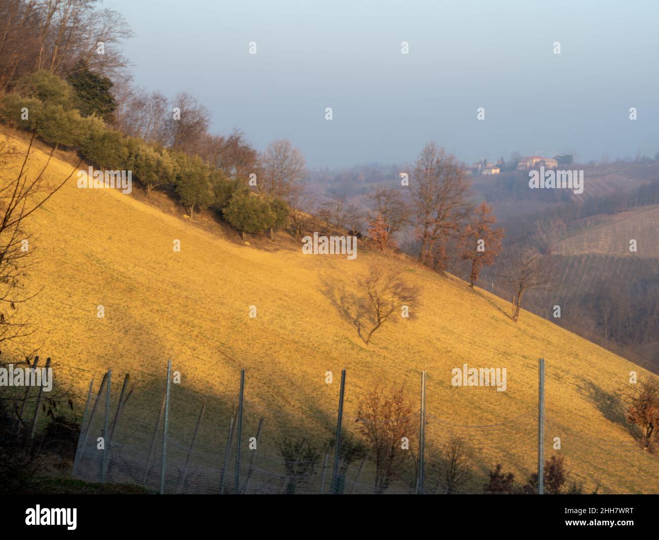 Guyot system vine pruning hi-res stock photography and images - Alamy