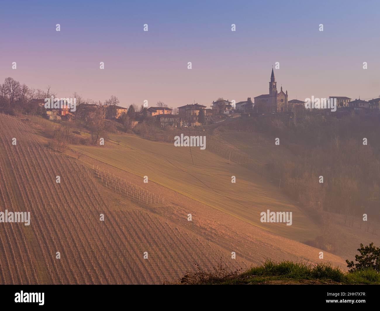 senior caucasian wine maker pruning grapes vines in the organic farm ...