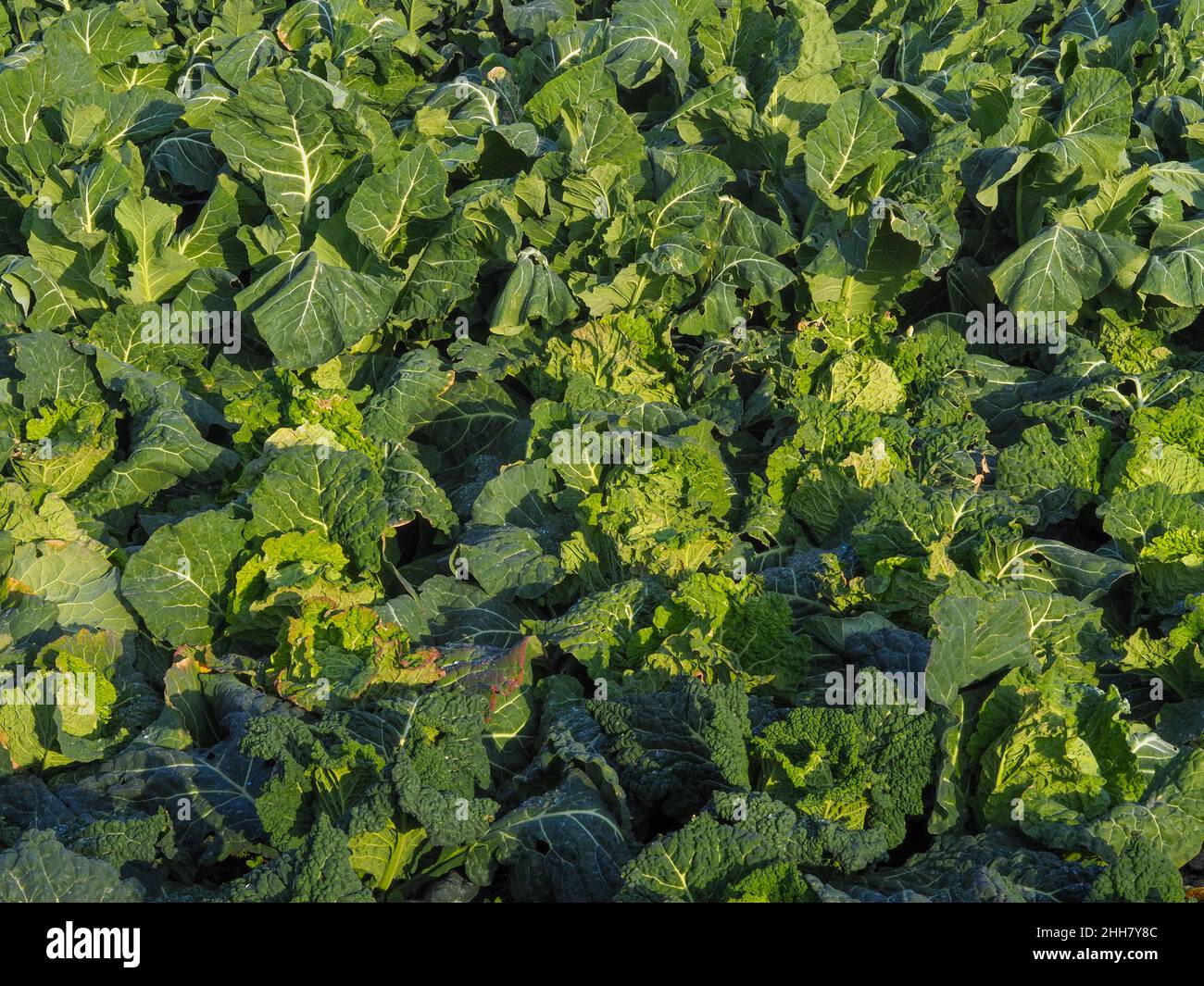senior caucasian wine maker pruning grapes vines in the organic farm ...