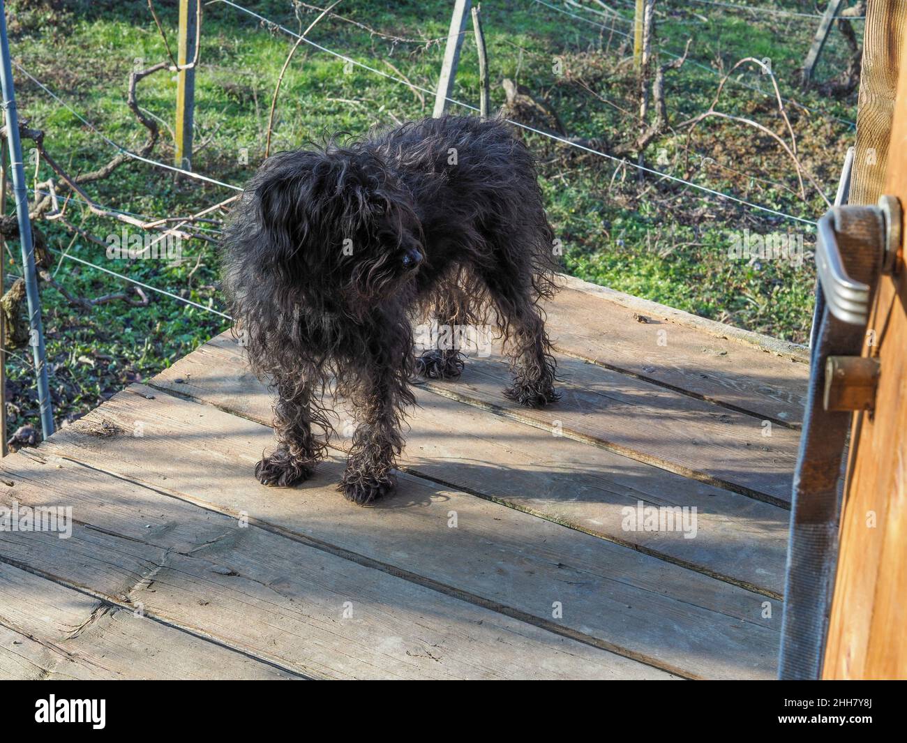 senior caucasian wine maker pruning grapes vines in the organic farm ...