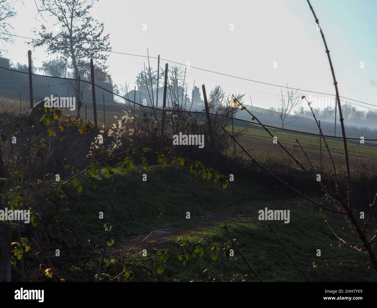 Guyot system vine pruning hi-res stock photography and images - Alamy