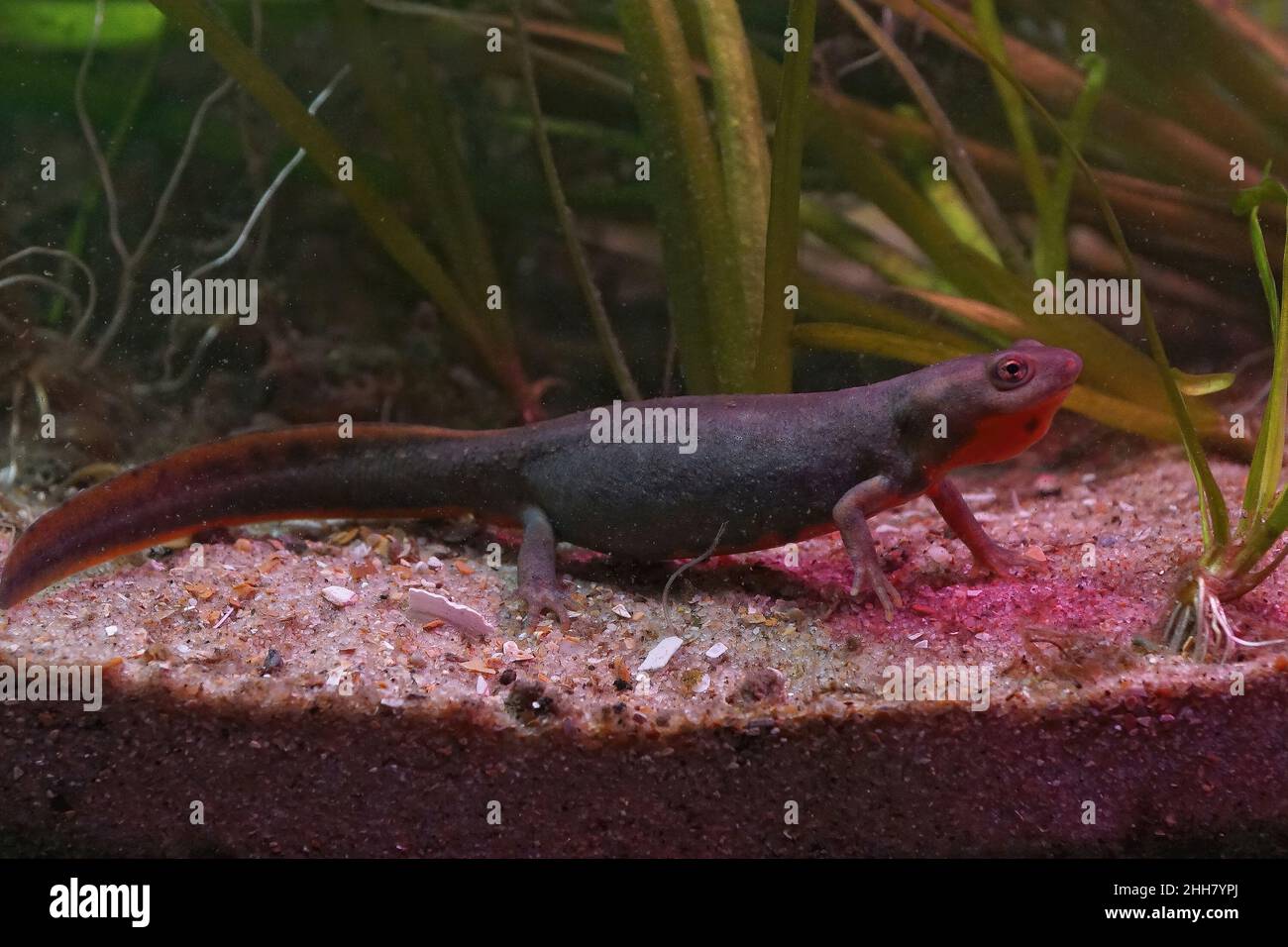 Dark closeup of an aqutic female of the rare and endangered Chinese ...