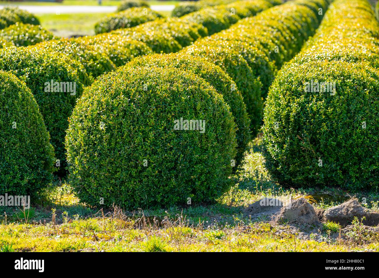 Ornamental trees and Box Topiary Balls plants growing on plantation on ...