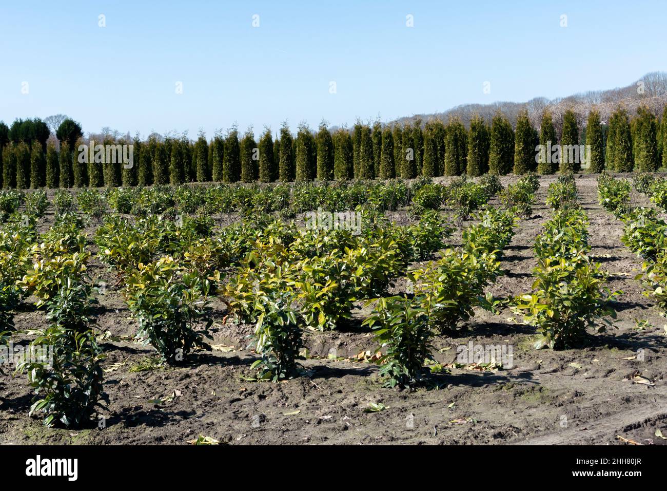 Ornamental trees and plants growing on plantation on tree nursery farm ...